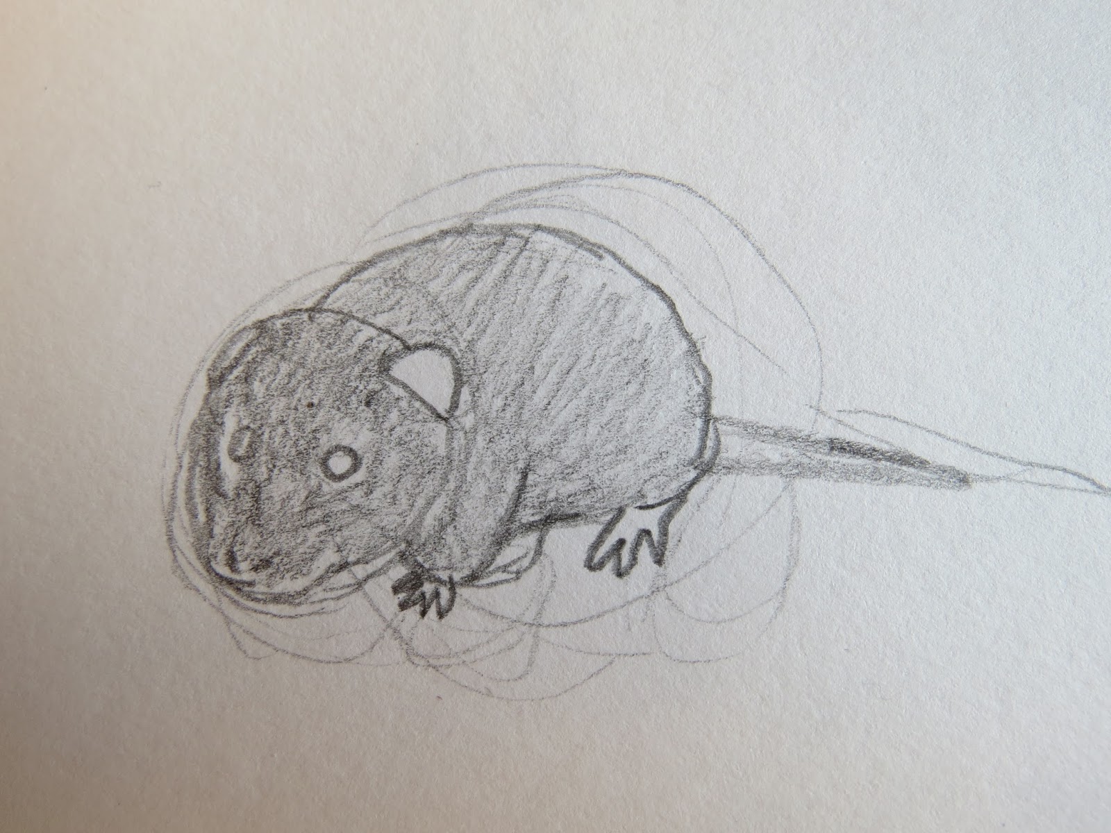 The Autistic Naturalist: How To Draw: Small Mammals