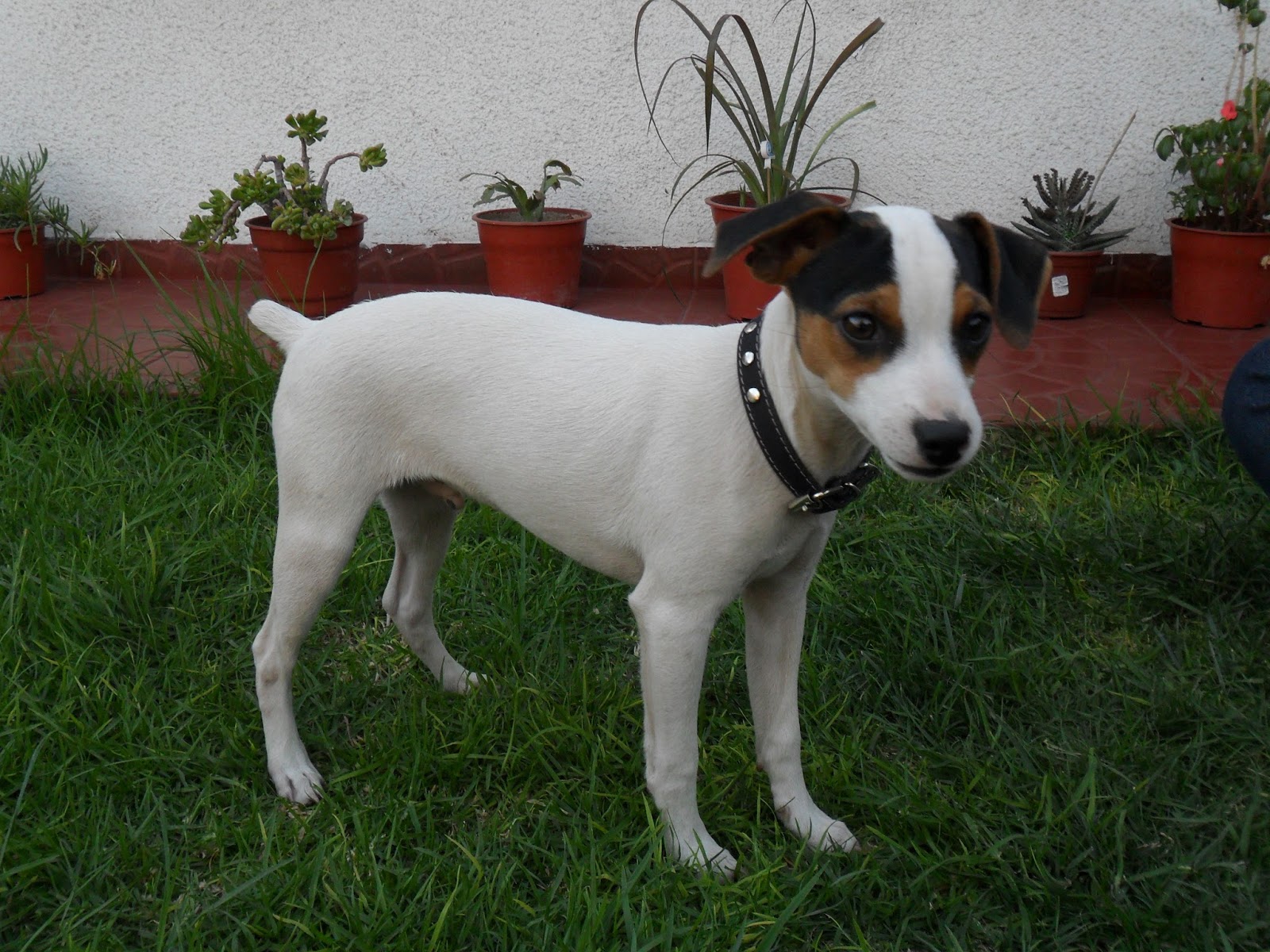Fox Terrier chileno | Animales del Mundo