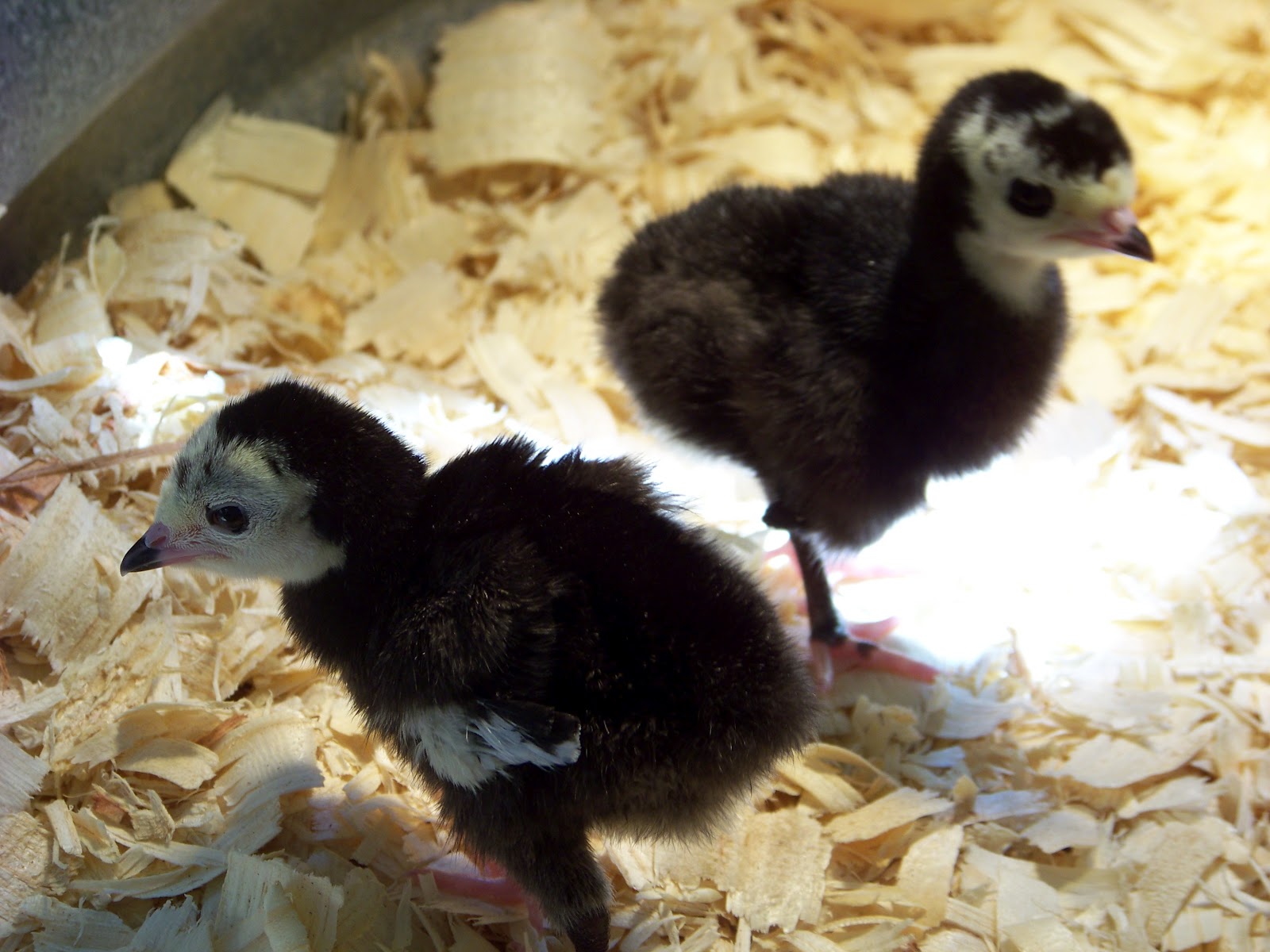 Our Heritage Black Spanish Turkeys | Community Chickens