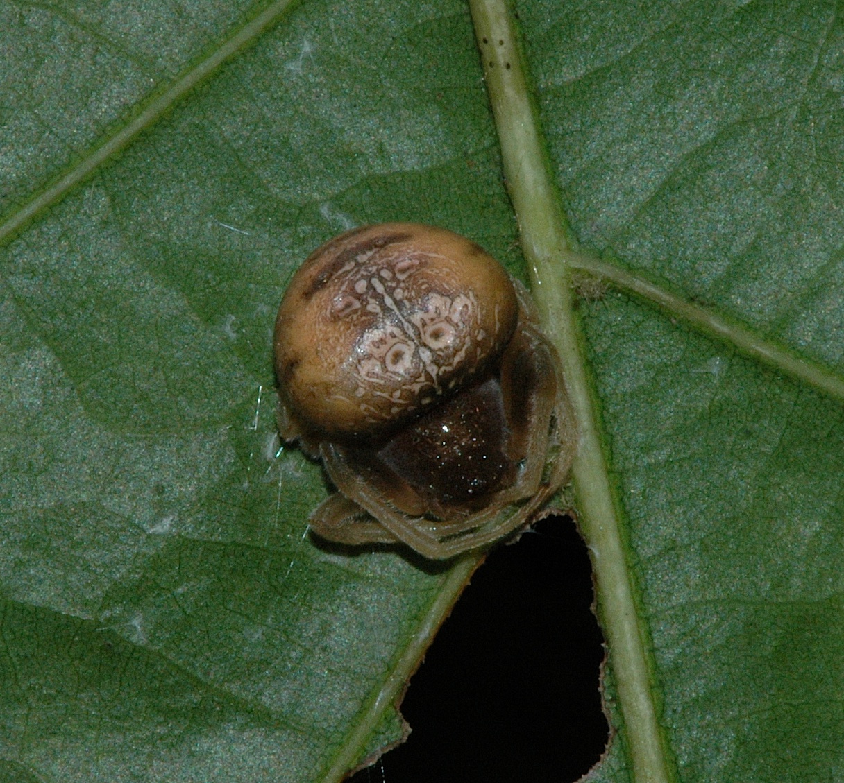 Field Biology In Southeastern Ohio Ohio Spiders