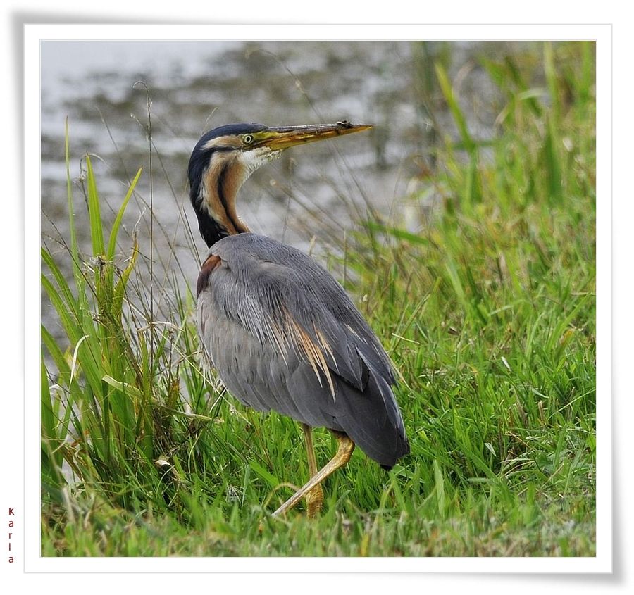 NATUURLIJK NEDERLAND: PURPER REIGER, POLDERS NEXT TOPMODEL