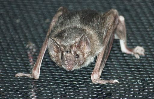 Animal Bat Walking