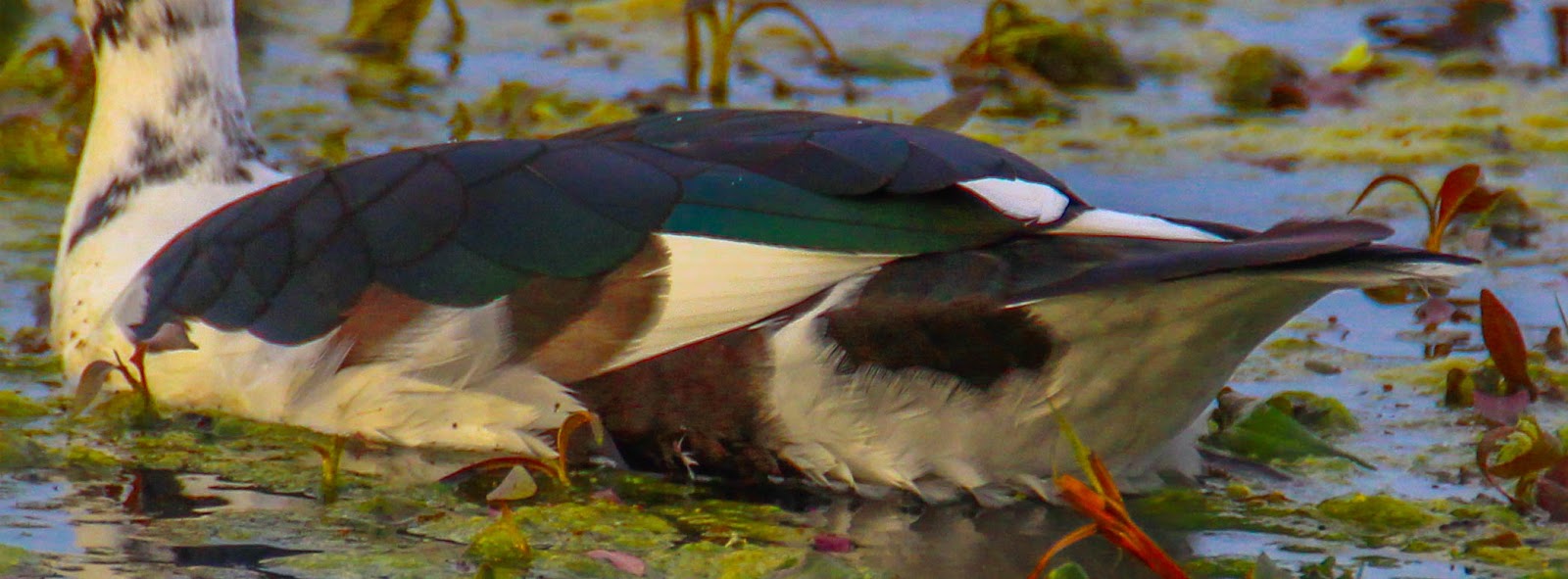 Cannundrums: Muscovy Duck (Feral)