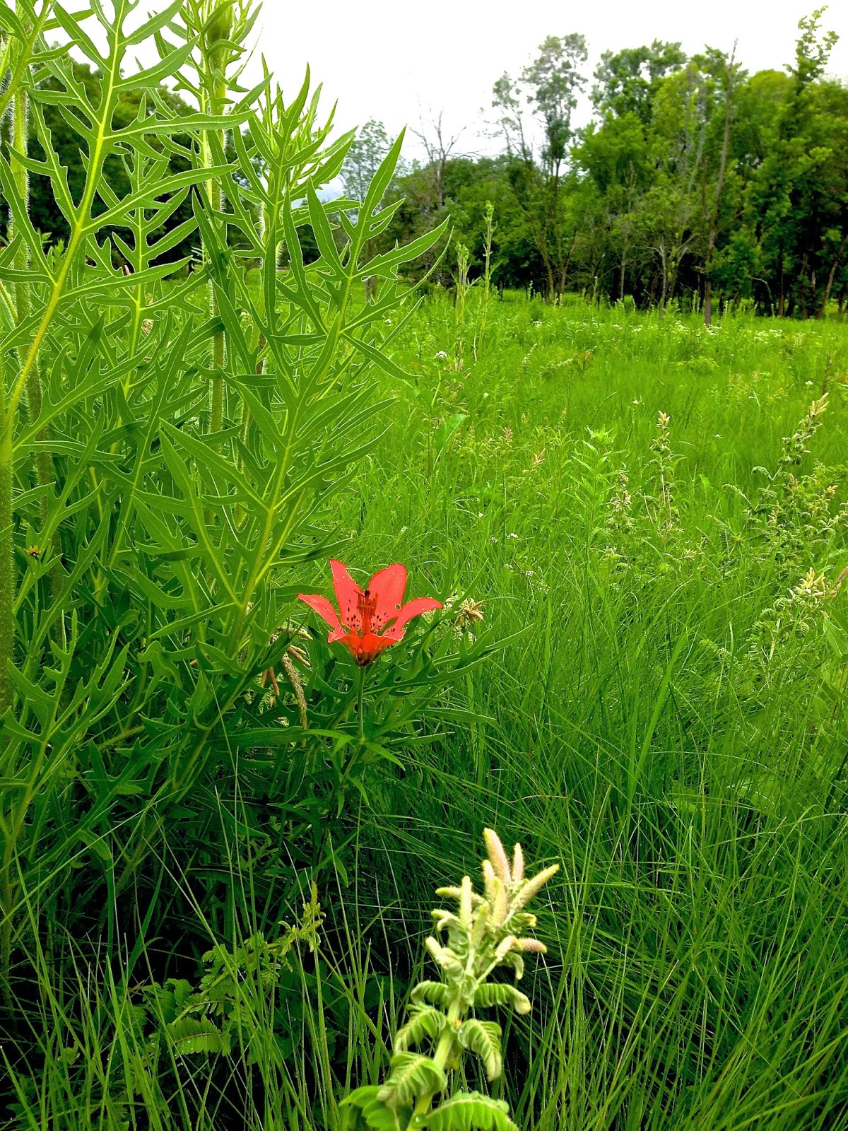 Vestal Grove: Plant Quests and Questions from 2013