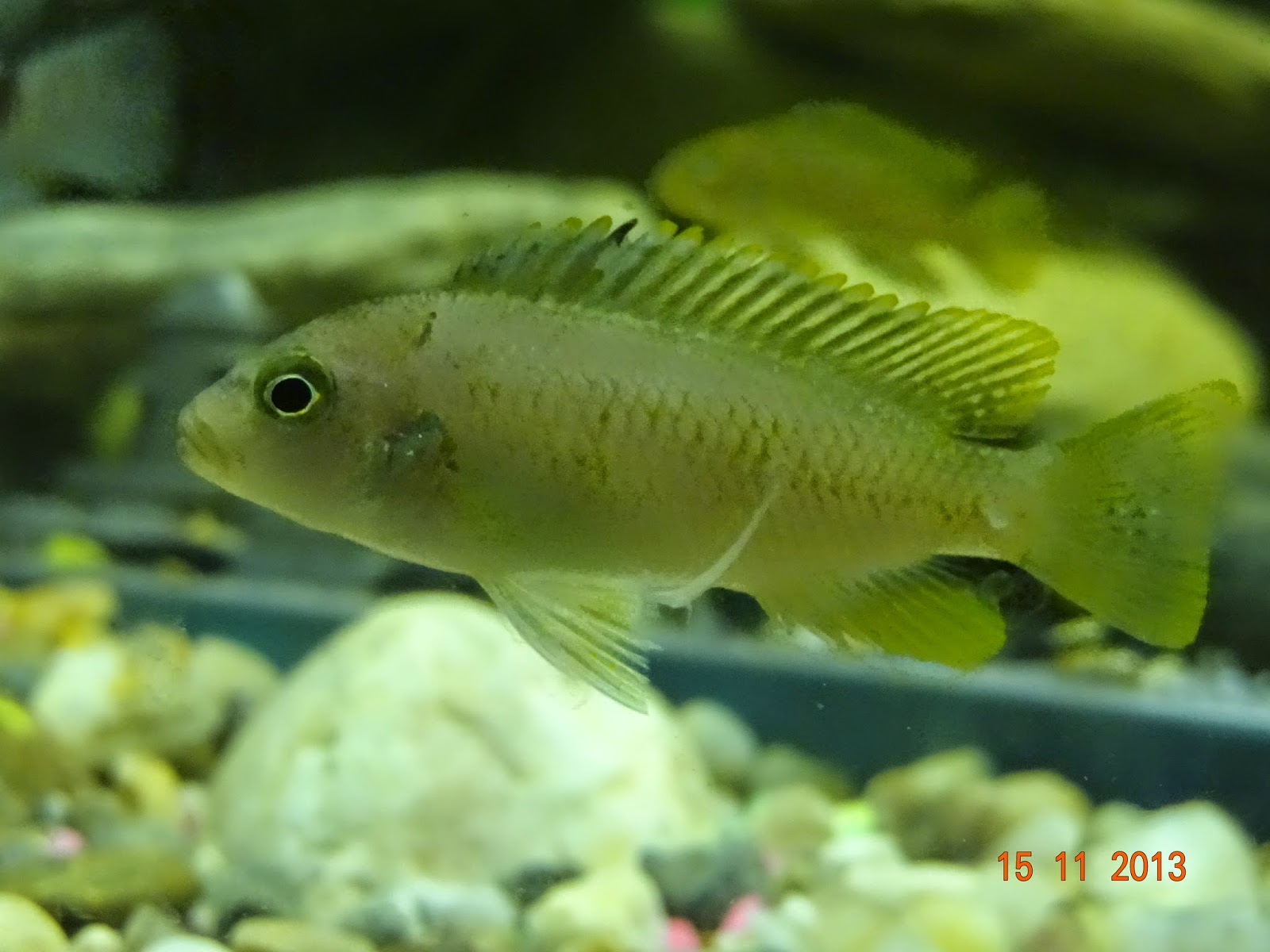 CICLIDOS AFRICANOS CARACAS - VENEZUELA: CICLIDOS MELANOCHROMIS JOHANNI