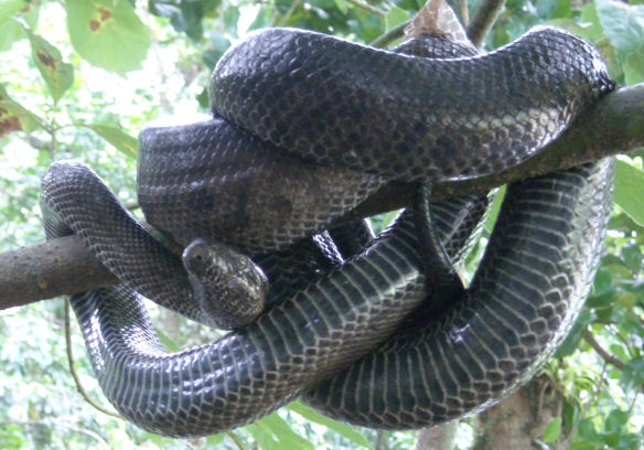 Puerto Rican Boa | Snakes