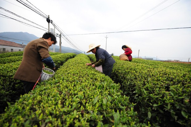 Fields of Tea, China | 20 Unbelievably beautiful places.