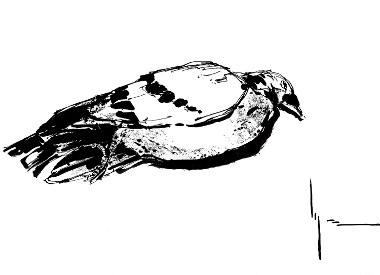 Mariano Espinosa.: Muerte de una paloma.