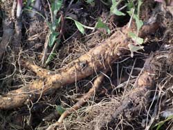 Primitive Witch Banners and Buttons