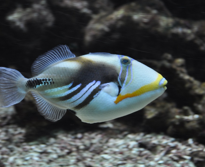 ZOOTOGRAFIANDO (6.100 ANIMALS): PEZ BALLESTA PICASSO / PICASSOFISH OR ...