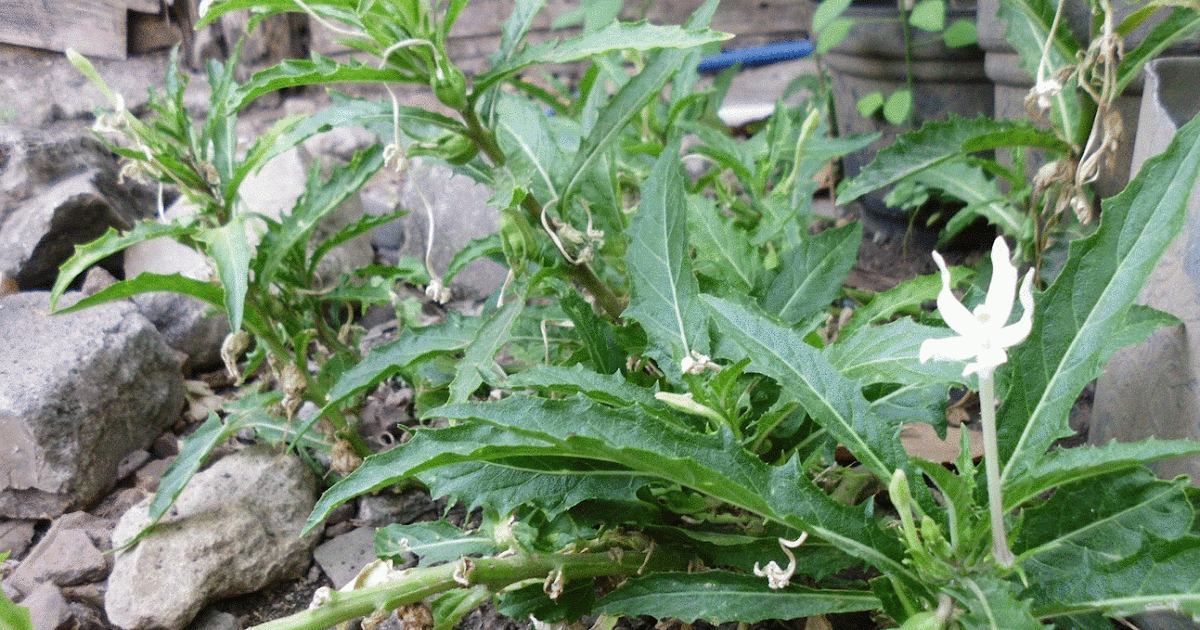 dekin-share: Manfaat BUNGA KITOLOD/PITOLOD/KEMBANG JANGAR