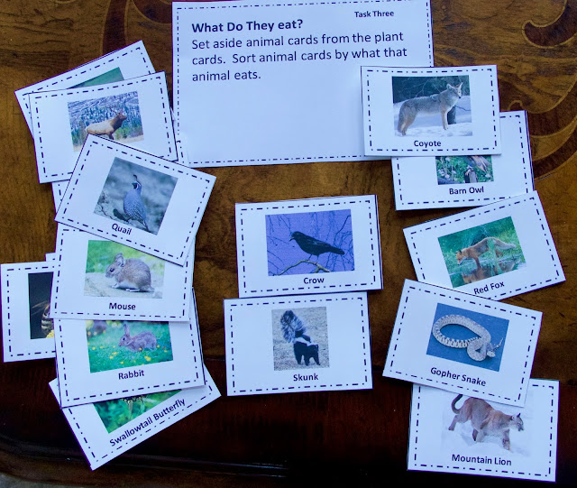 Ecosystem and Food Chain Lesson Ideas 5 LS2 and MS LS2 - Teaching ...