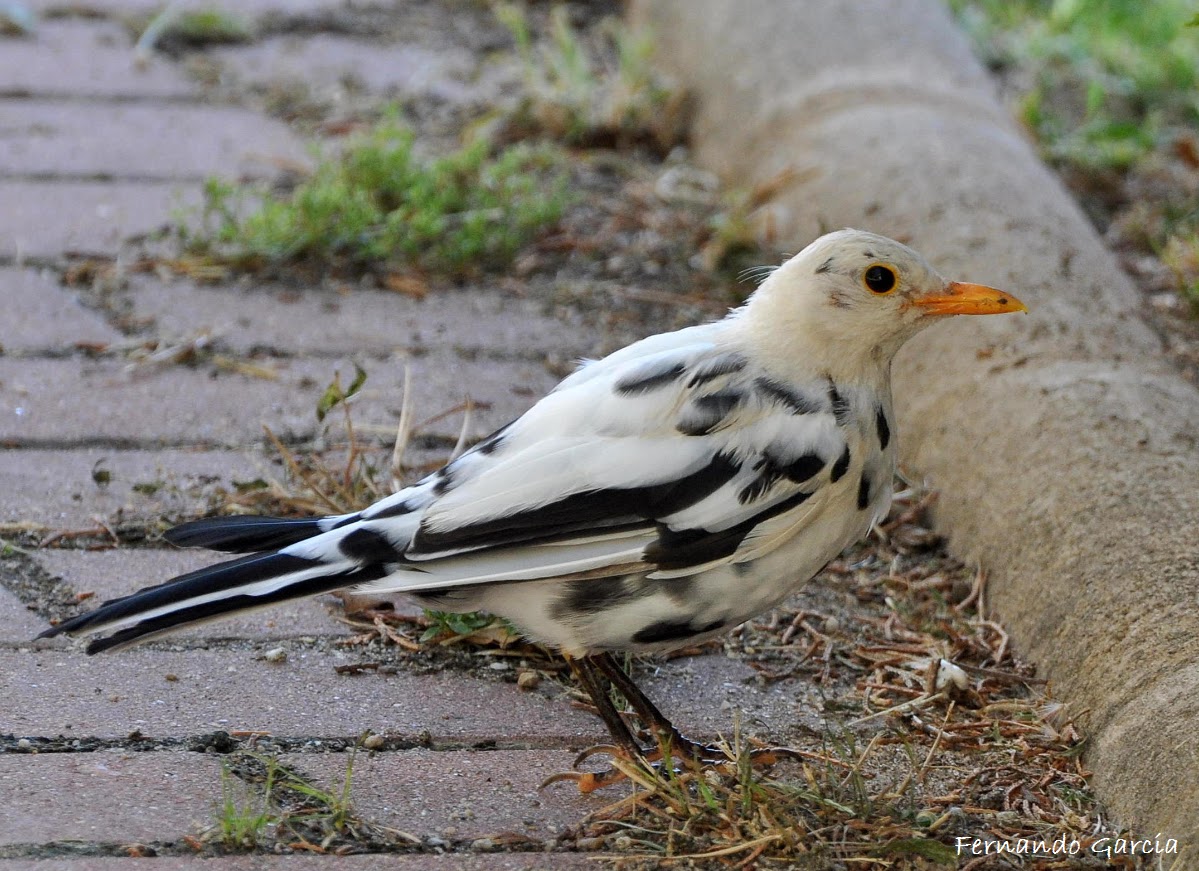 De paseo por la naturaleza: El mirlo blanco está más blanco.