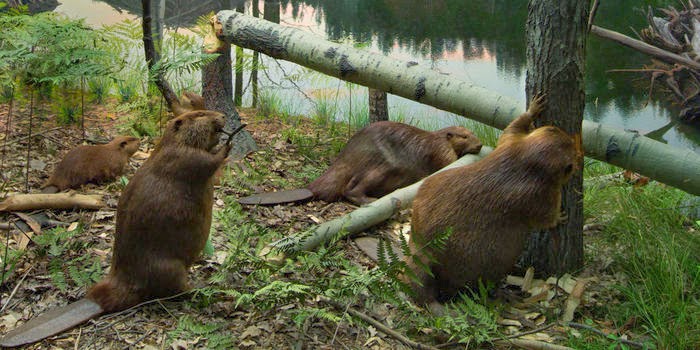 Demeur: Friday Beaver Slide edition