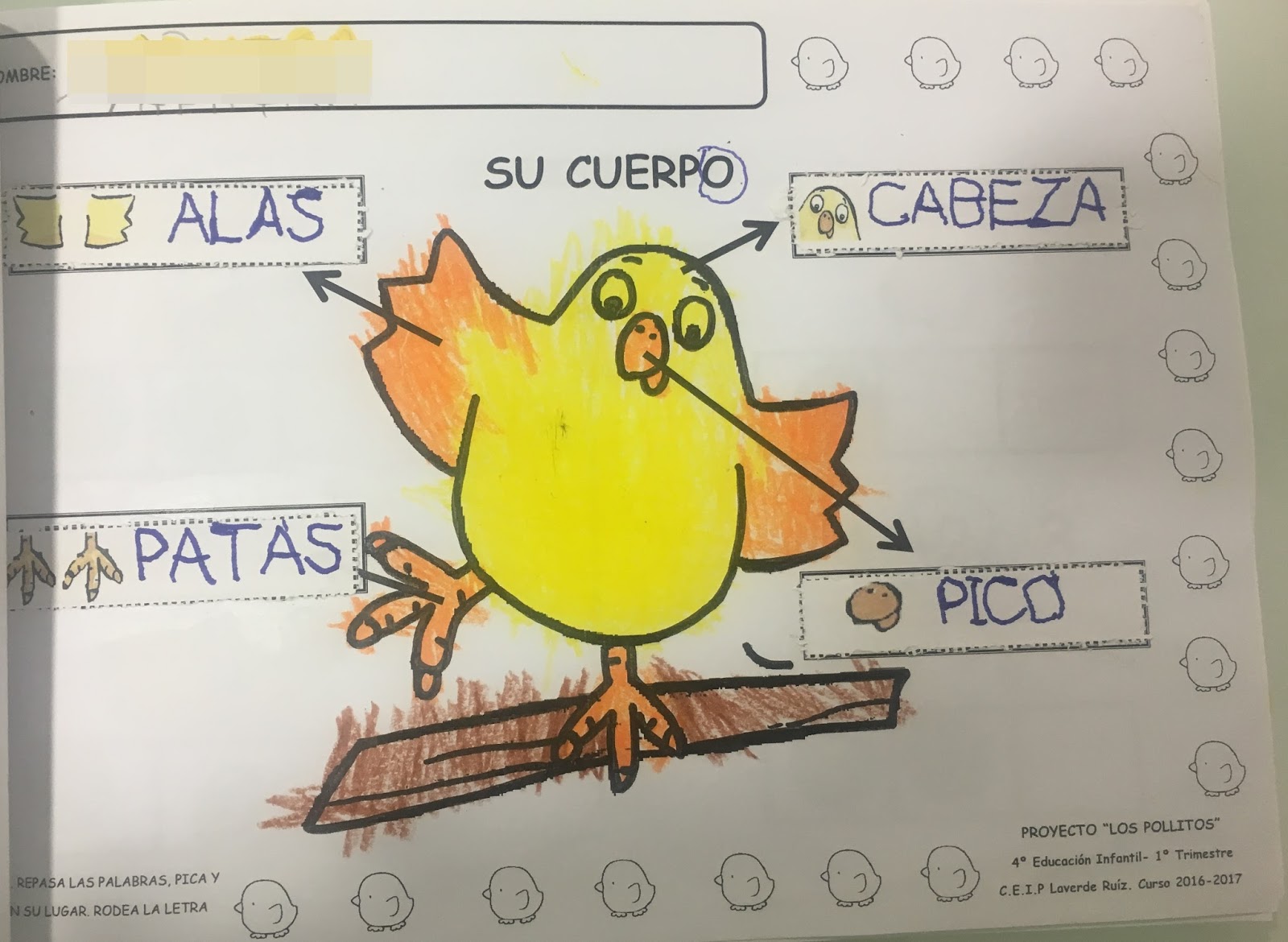 Cole de colores: ¿CÓMO SON LOS POLLITOS?