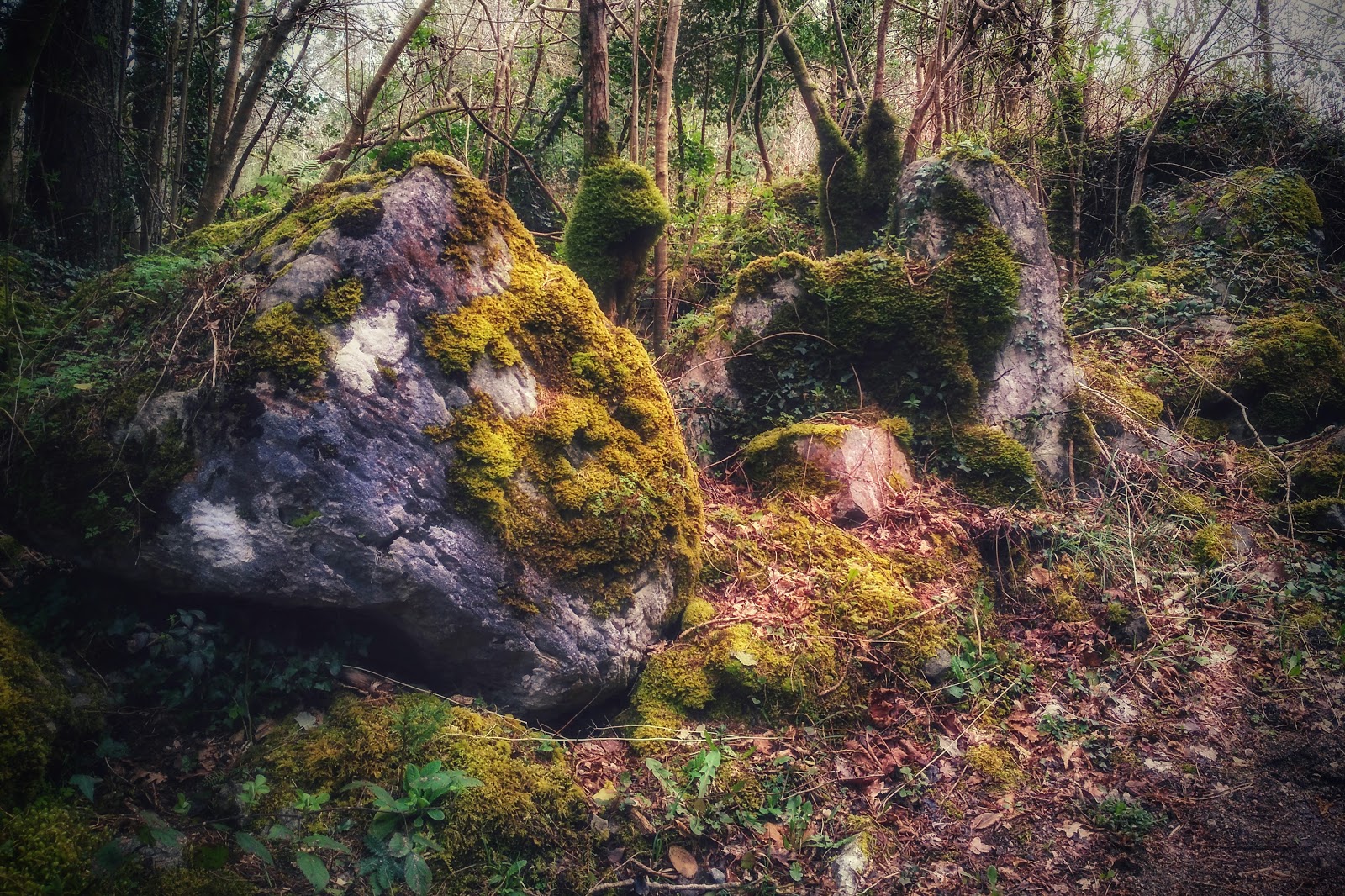 POSTCARDS FROM IRELAND: Connemara Stories - early spring in Curra ...