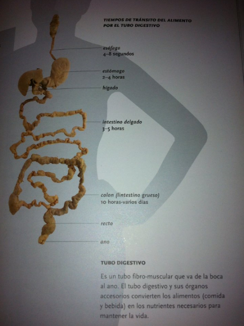 Nutricionista en linea : TIEMPO DE TRÁNSITO DE LOS ALIMENTOS POR ...