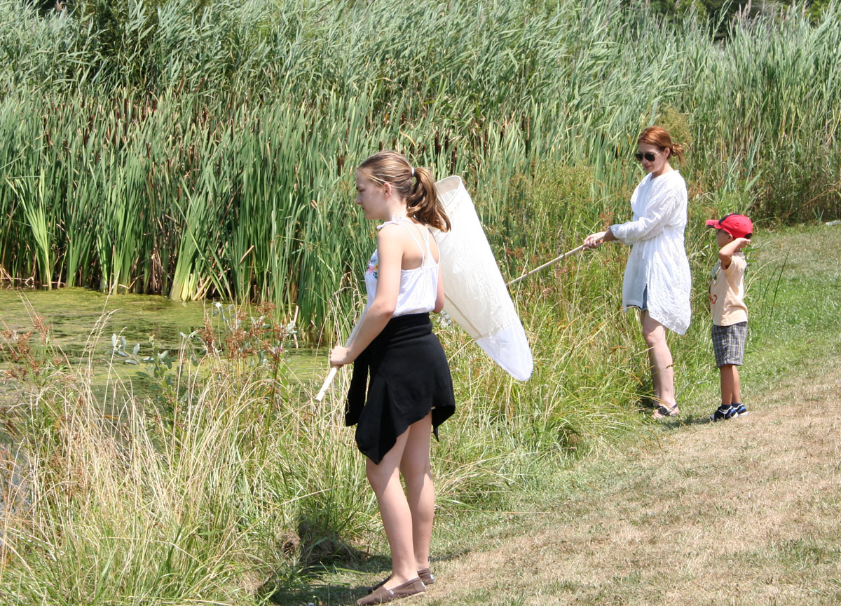 Dragonfly Dazed: Annual Dragonfly Day for Families and Nature Lovers