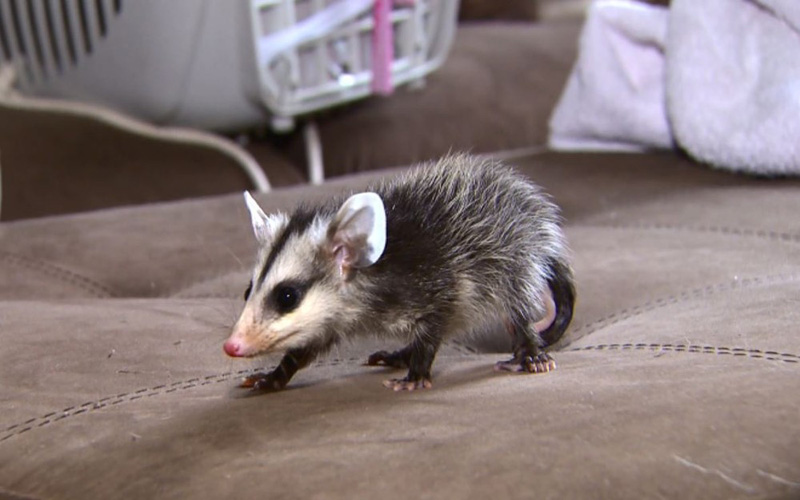 O nome disso é nobreza. Por mais seres humanos assim