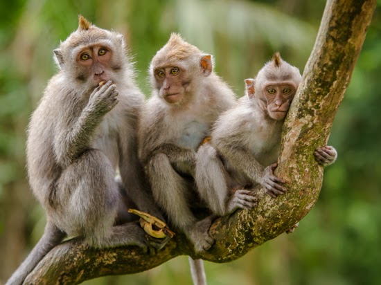 Sedangkan kera tidak memiliki ekor, makanannya lebih beragam dari mulai ...
