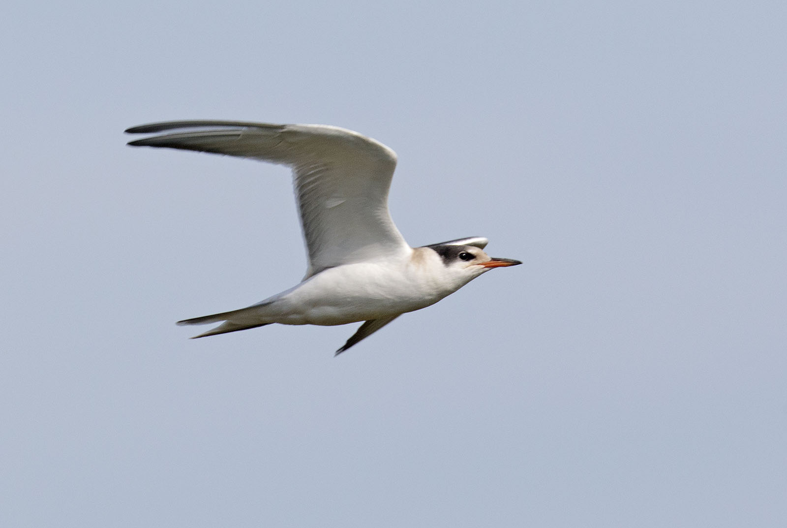 pewit: juvenile Common Tern