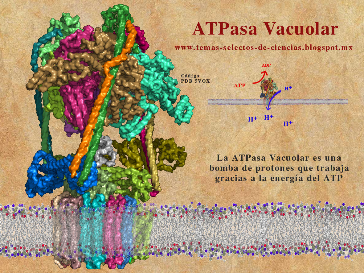 ATPasa Vacuolar