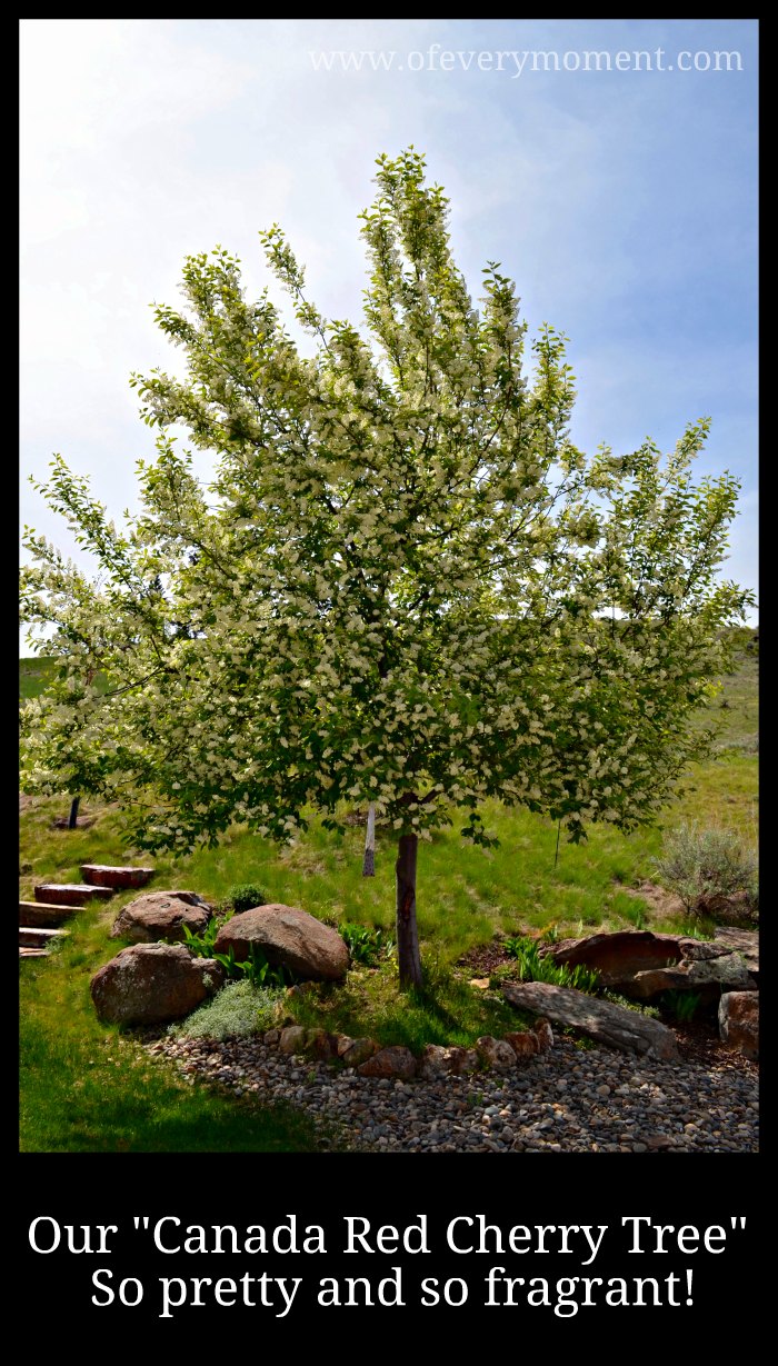 I Want to Share the Perfume of Our Cherry Tree | the most - - of every ...