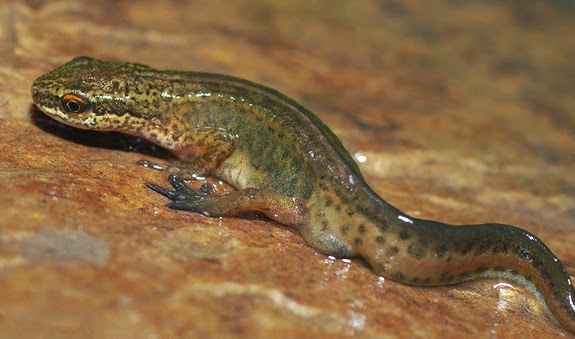 Redecilla, Calle y Camino: Anfibios en la charca de Anguta