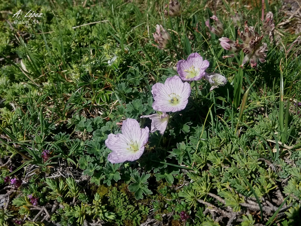 Flora de la Península Ibérica: Geranium cinereum Cav. (Fam. Geraniaceae)