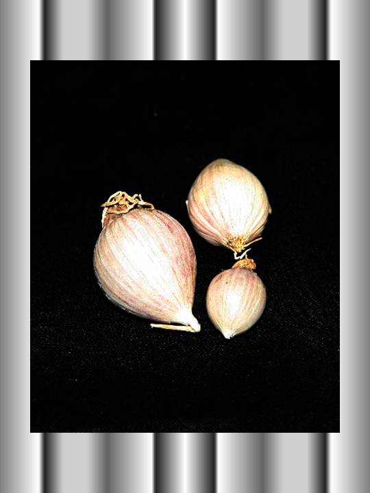 PLANTAS MÁGICAS: EL AJO PLANTA MÁGICA Y MEDICINAL