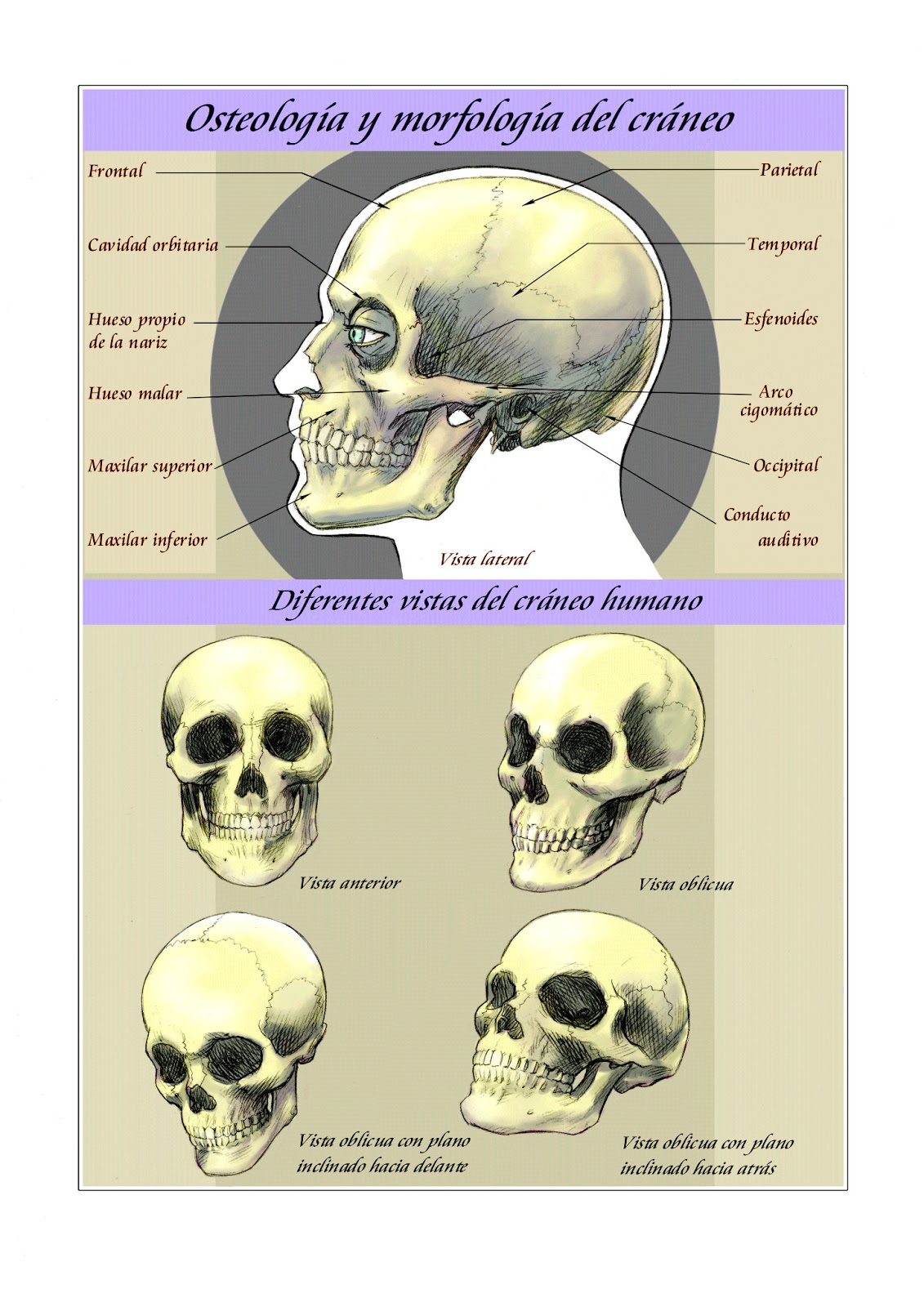 Esquema Del Rostro Humano