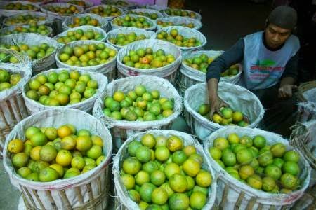 JERUK BABY MALANG - HARGA DESA PENGHASIL JERUK - BASMAKU