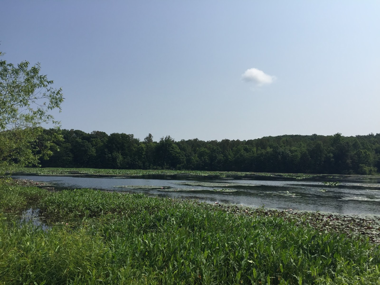 Kayaking Across Ohio: Lake Rupert: Damselflies' Playground