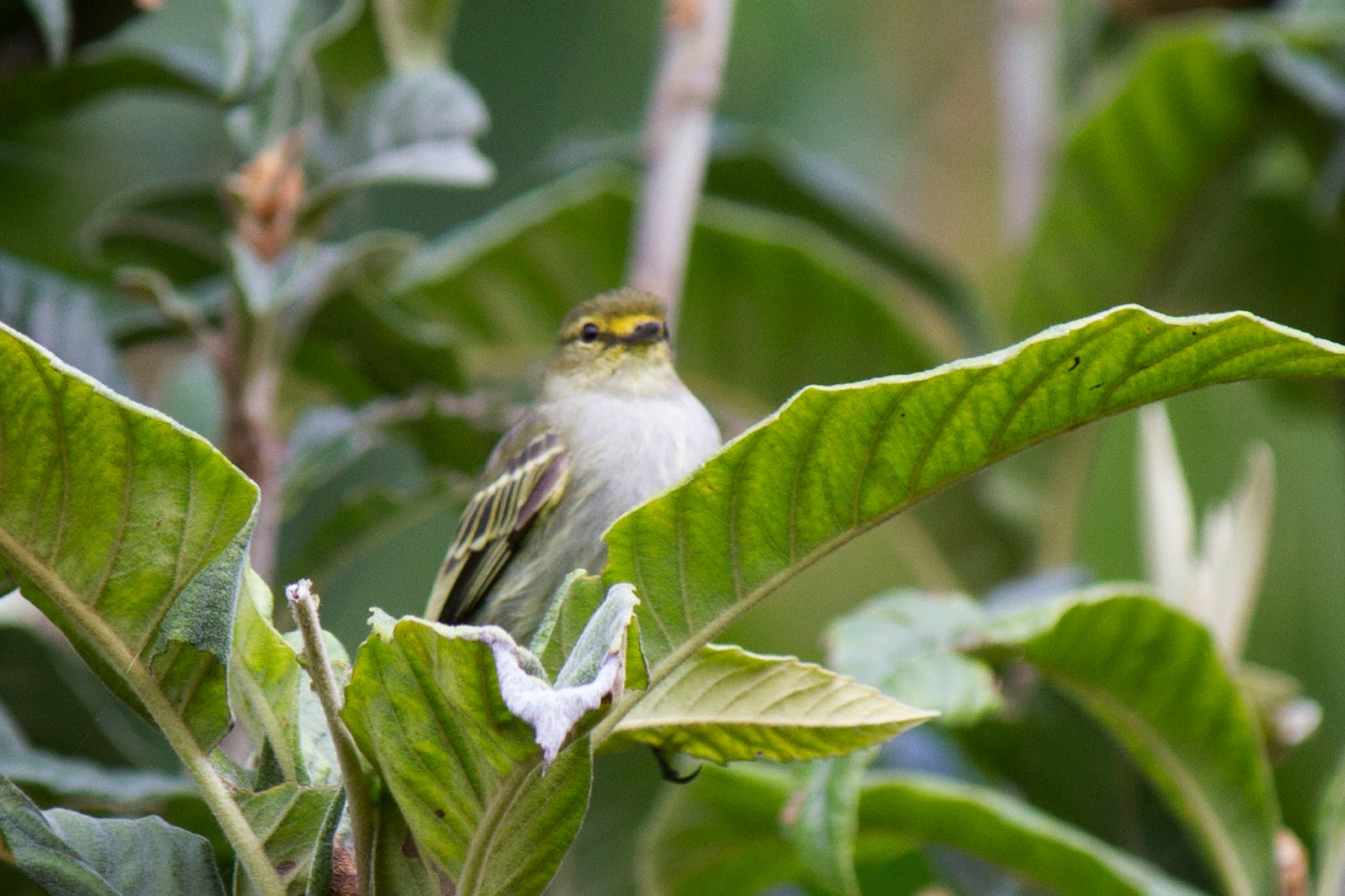 Avistamientos de Aves en Silvanìa (Cundinamarca - Colombia)