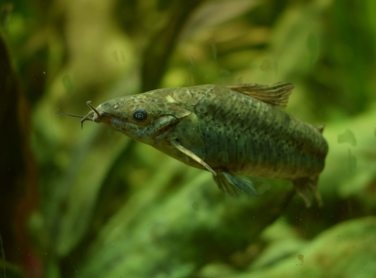 ZOOTOGRAFIANDO (6.100 ANIMALS): CASCARUDO / BROWN HOPLO (Hoplosternum ...