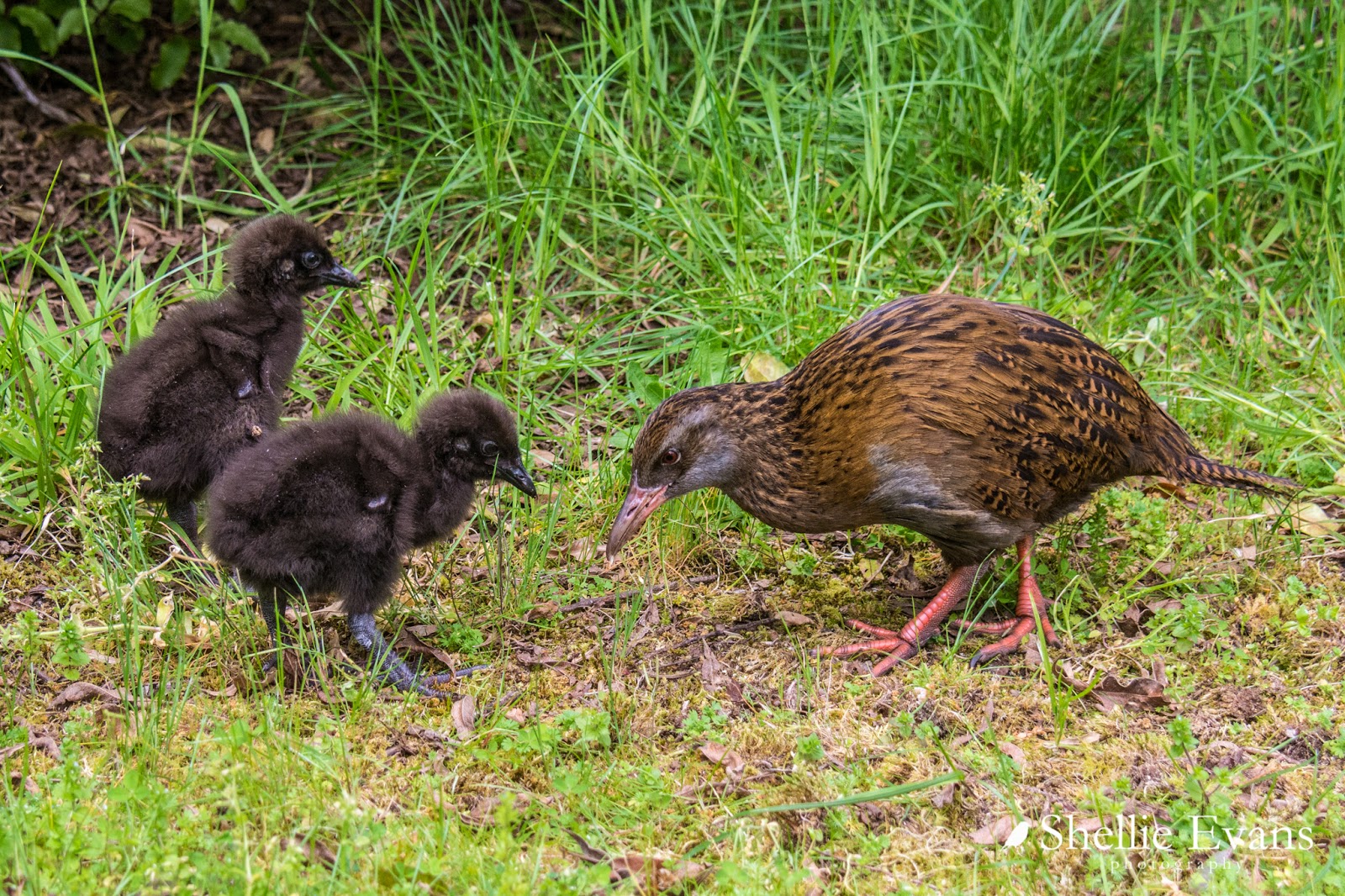 Two Go Tiki Touring: Totaranui- Bird Antics