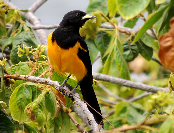 Bellas Aves de El Salvador: Icterus wagleri (chiltota de cabeza negra ...