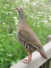 All Partridge Species (Genus) Name List