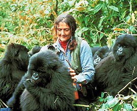 NOS PETITS FRERES LES ANIMAUX: Dian fossey au pays des gorilles