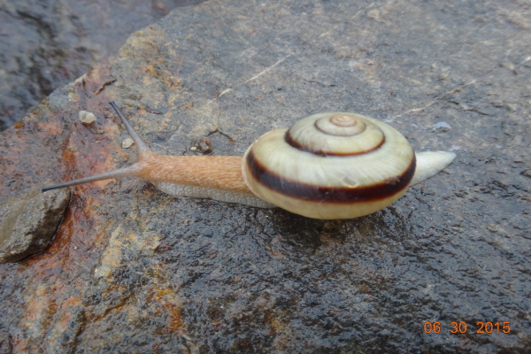 JJ.OO. de Invierno Pyeongchang 2018: la fauna de Corea.
