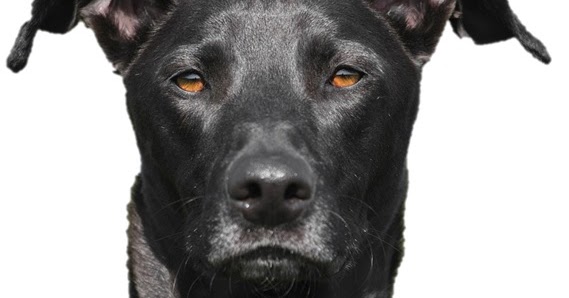 Behind Sally's Books: Unka