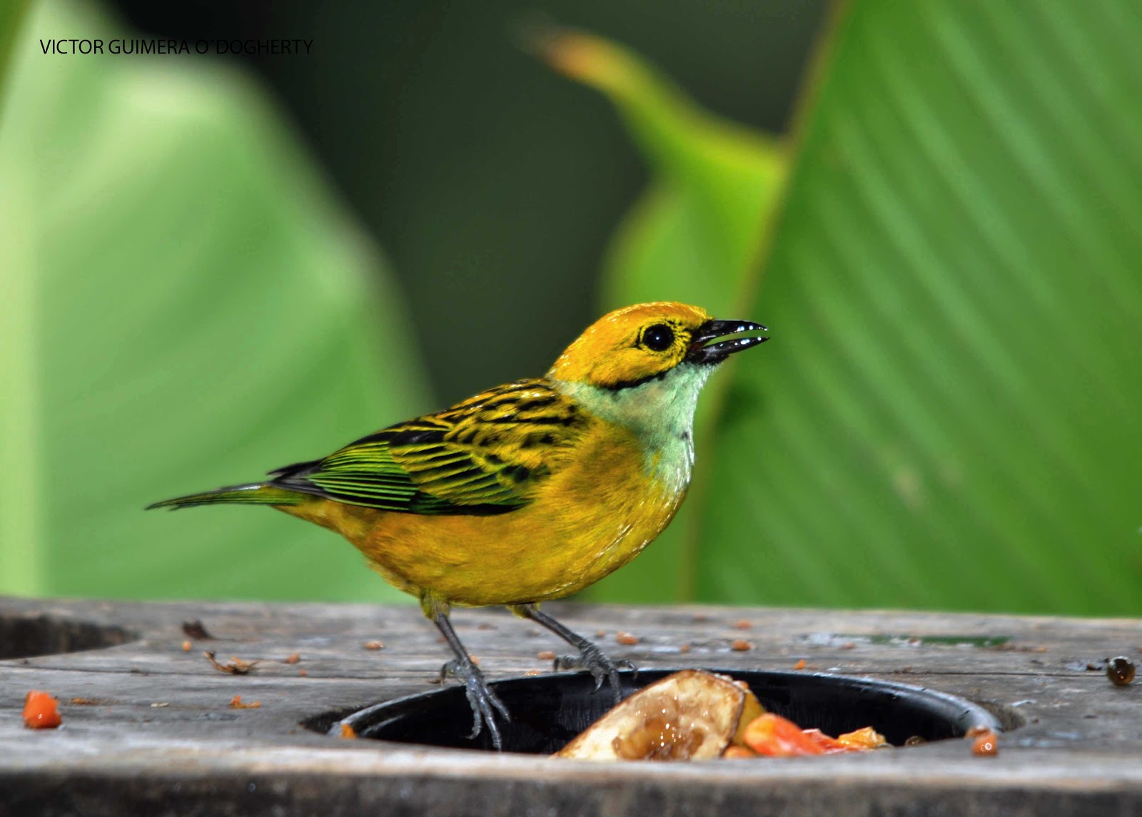 Mis imágenes de aves: TANGARAS EN CATARATAS DE LA PAZ