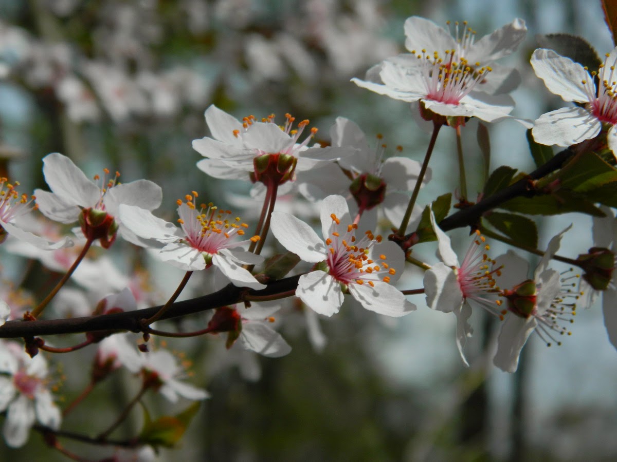 LA MULTI ANI, ROMANIA!: Crengi inflorite