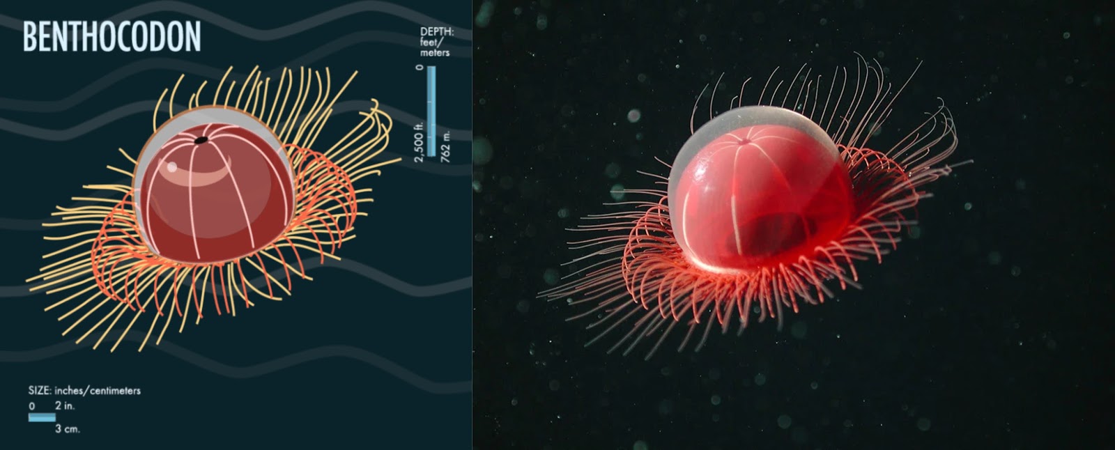 10 Makhluk Aneh Penghuni Palung Mariana Bagian 1 - Lalaukan