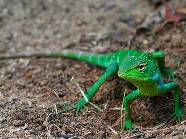knowledge point: Green Lizard