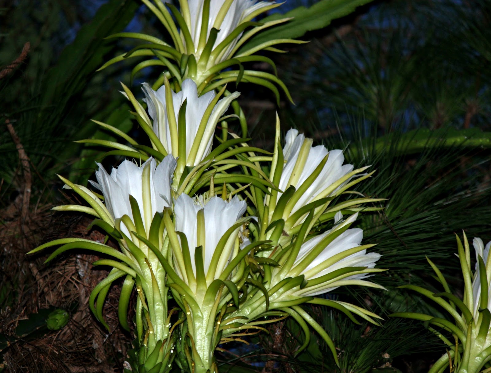 MadSnapper: Night Blooming Cactus