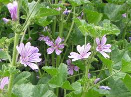 Health Benefits Common Mallow