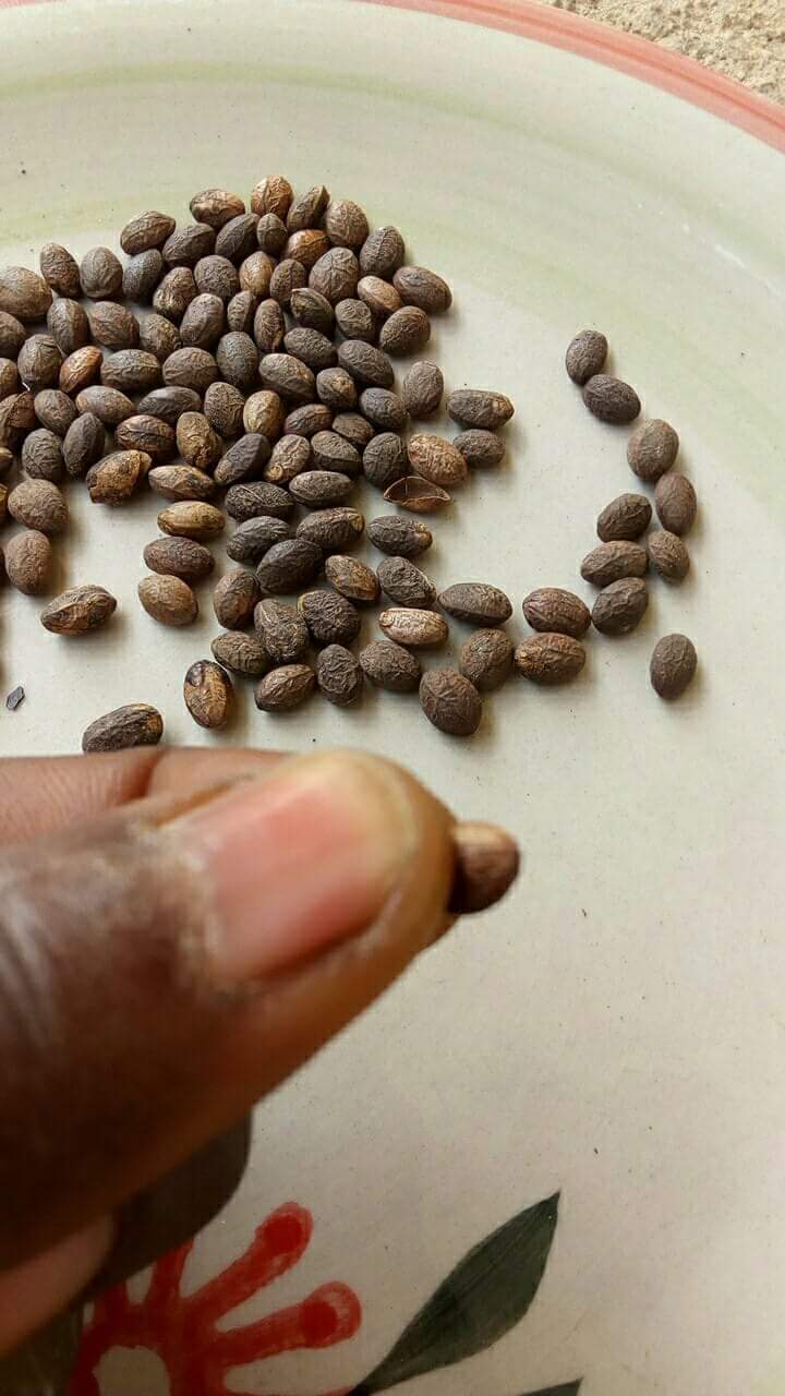 Wonders Of Ghana Seed