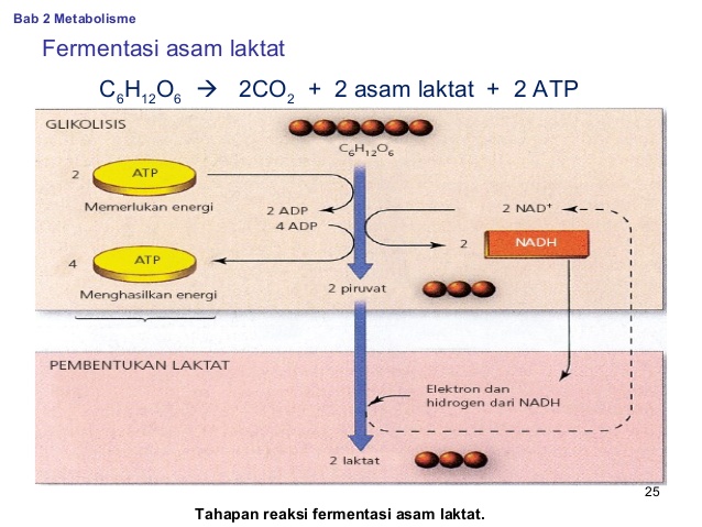Metabolisme - Katabolisme Karbohidrat | de Biology
