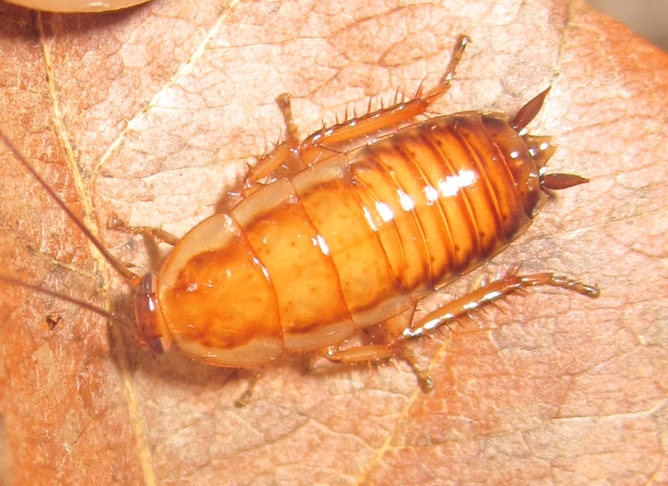 Beetles Cockroaches Isopods